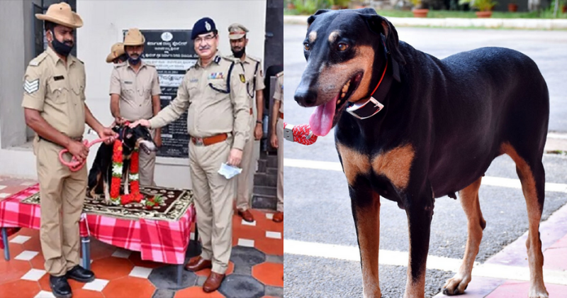 Karnataka Police Sniffer Dog Tracks Down Murderer