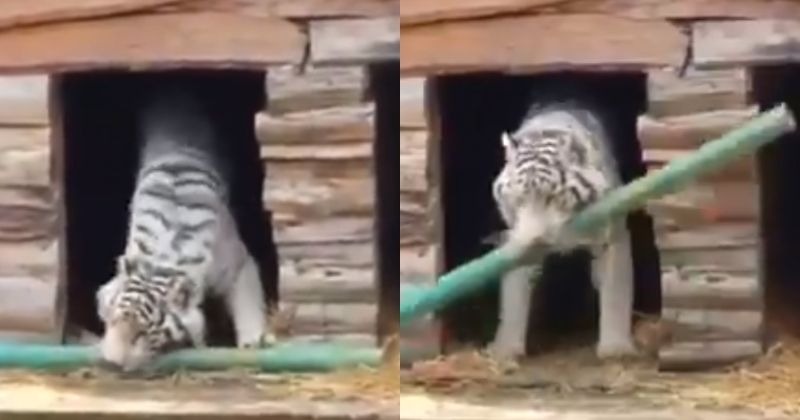 White 'Curious' Tiger Plays With A Stick