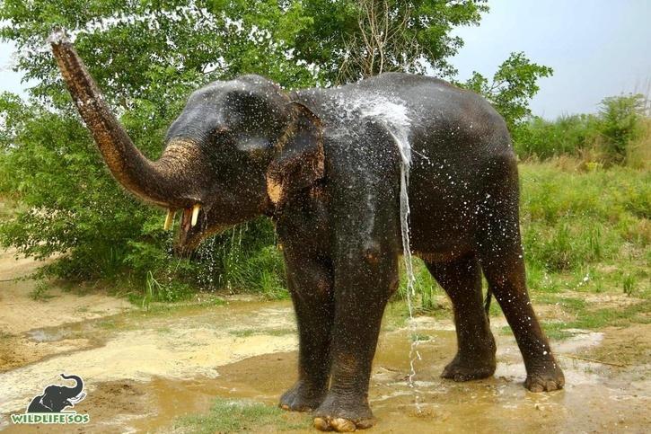 Abused, Starved And Forced To Beg For Years, This Elephant Is Taking ...