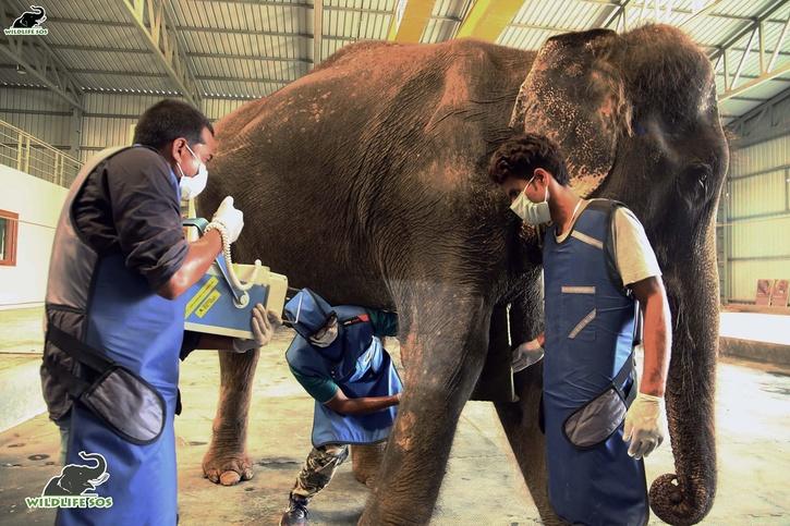 Abused, Starved And Forced To Beg For Years, This Elephant Is Taking ...