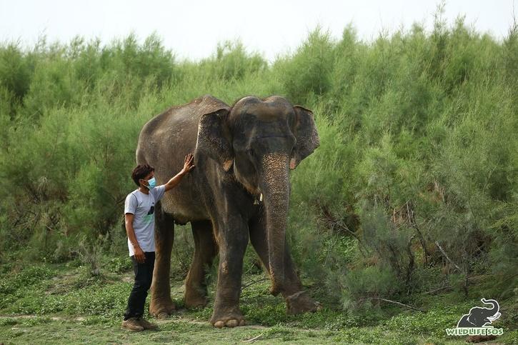 Abused, Starved And Forced To Beg For Years, This Elephant Is Taking ...