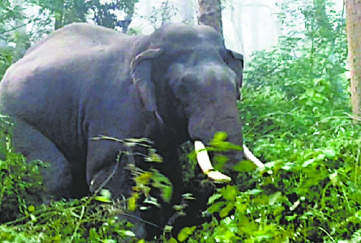 8 Million Years Old! Yes, That's The Age Of The Elephant Fossil Found ...