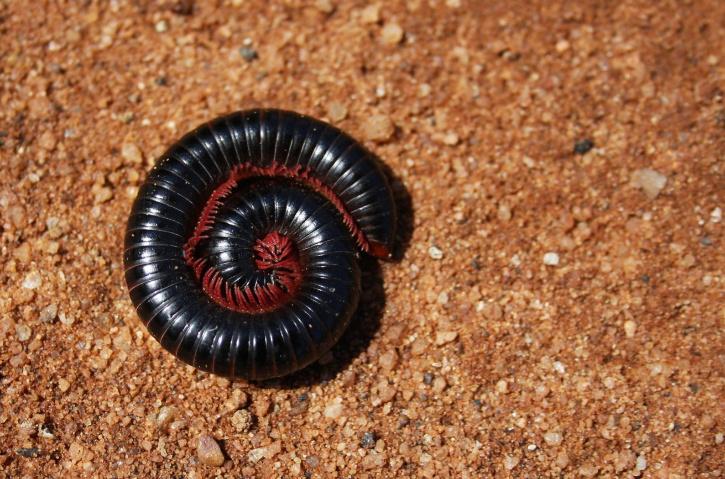 Millipede Fossil Discovered In Scotland Is The Oldest Known Land Animal ...
