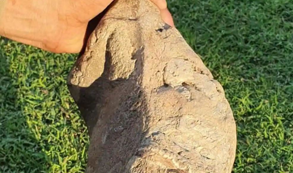 8 Million Years Old! Yes, That's The Age Of The Elephant Fossil Found ...