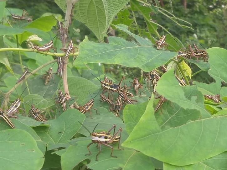 Locust Invasion Could Get Worse As Another Swarm To Enter India In July ...