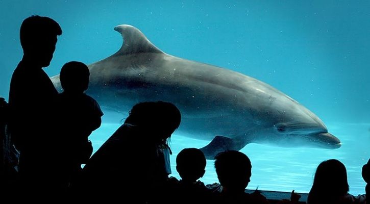 Setting Dolphins Free: Engineers Build Life-Like Robot Dolphin For ...