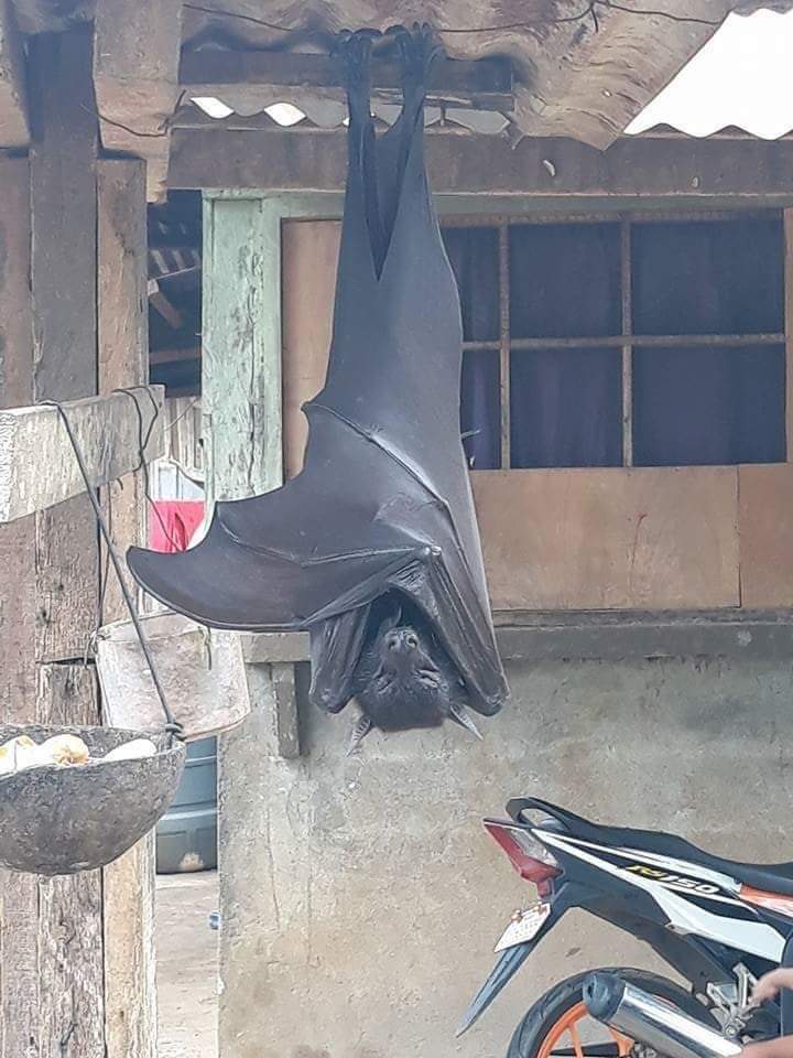 Hell No! Images Of Massive Bats From Philippines Leave People Stumped