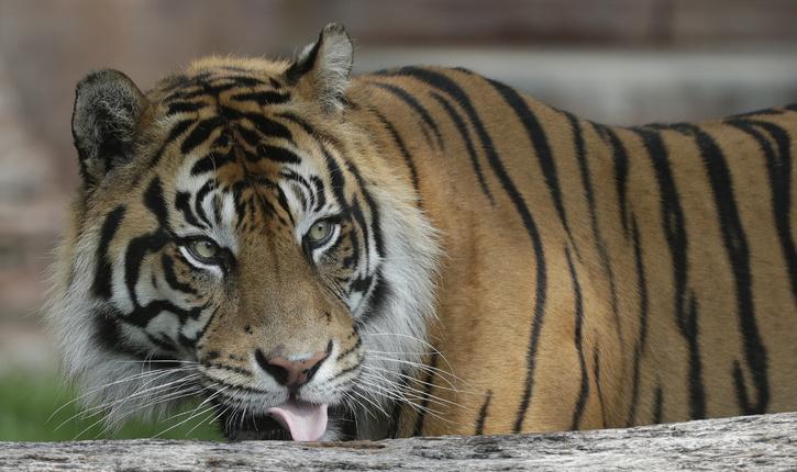 Tiger's Body Found Buried In MP, Days After Another Was Killed As Man ...