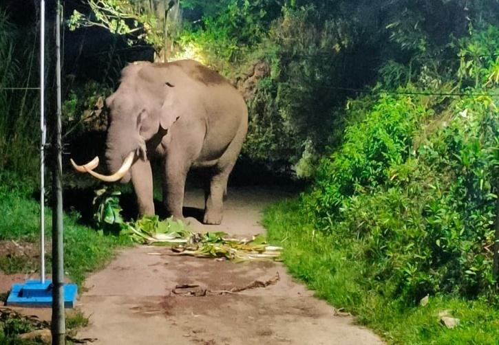 Meet Padayappa, Munnar's Jumbo Resident Who Has Proven That Humans ...