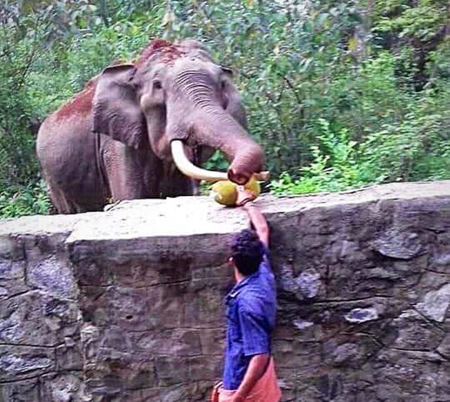 Meet Padayappa, Munnar's Jumbo Resident Who Has Proven That Humans ...
