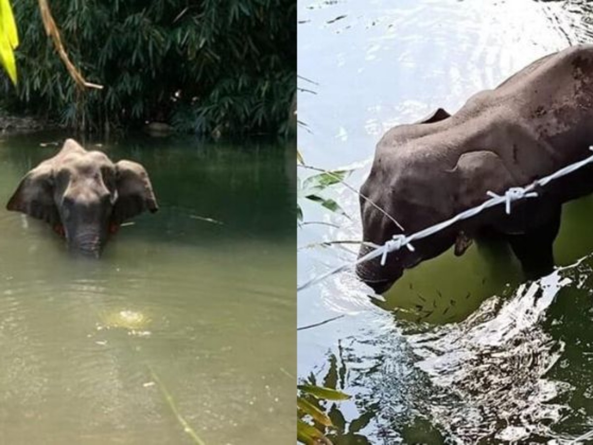 Ratan Tata Says Pregnant Elephant's Untimely Death Was 'Meditated ...