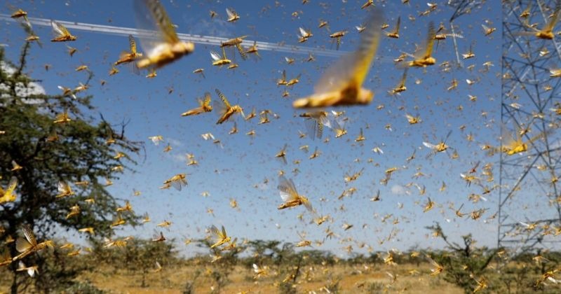 Locust Swarm Attacks Prayagraj