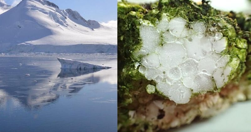 Microplastic Pollution Has Entered Antarctica's Food Chain