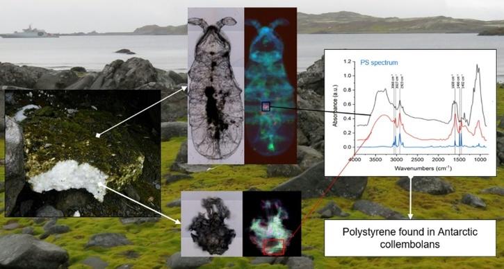 Microplastic Pollution Has Entered Antarctica's Food Chain