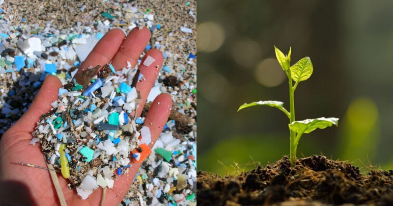 Nano Plastics Are Reportedly Being Absorbed By Land Plants, Spotted ...