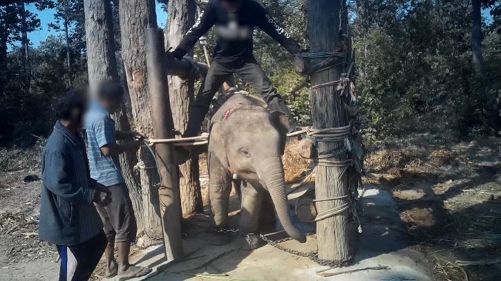 Disturbing Video Of Abuse In Name Of Training Elephants For Tourists In ...