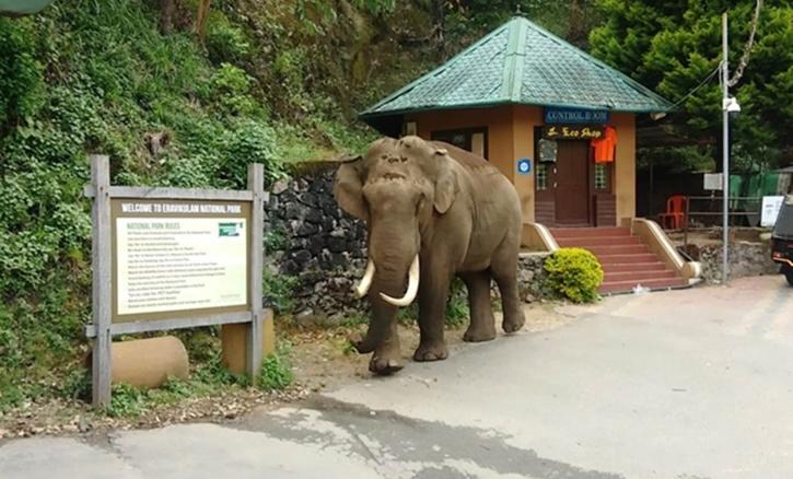 Meet Padayappa, Munnar's Jumbo Resident Who Has Proven That Humans ...