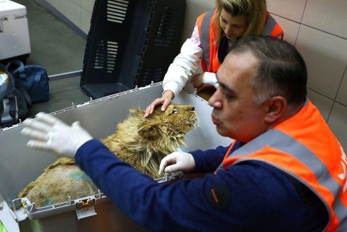 Lion Cub Legs Were Broken, Learning To Play And Walk After Being Rescued