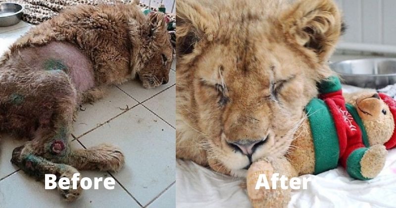 Lion Cub Legs Were Broken, Learning To Play And Walk After Being Rescued