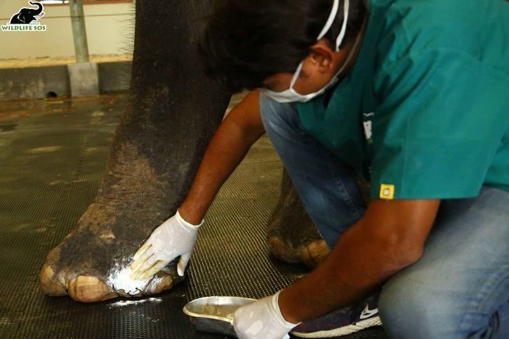 Abused, Starved And Forced To Beg For Years, This Elephant Is Taking ...