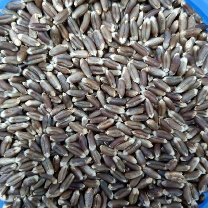Farmer Grows Black Wheat And Earns Crores