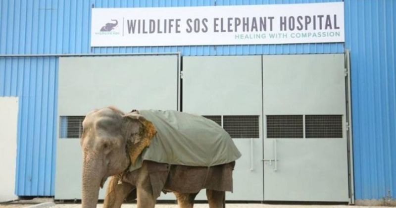 Elephant With Arthritis Undergoes Laser Therapy