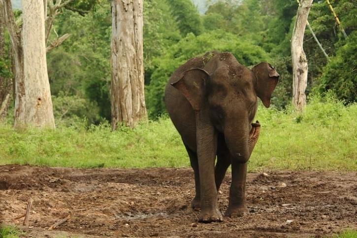 Elephant With Arthritis Undergoes Laser Therapy