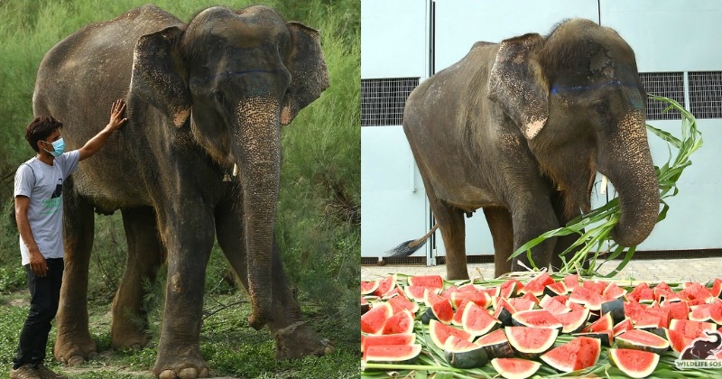 Abused, Starved And Forced To Beg For Years, This Elephant Is Taking ...