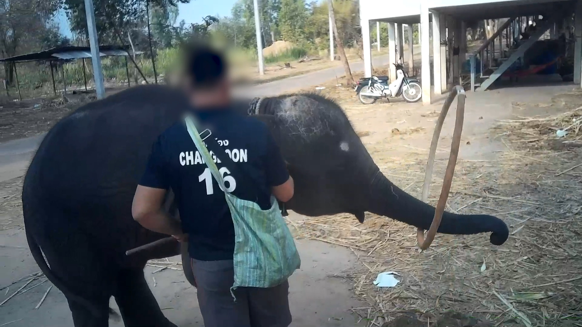 Disturbing Video Of Abuse In Name Of Training Elephants For Tourists In ...