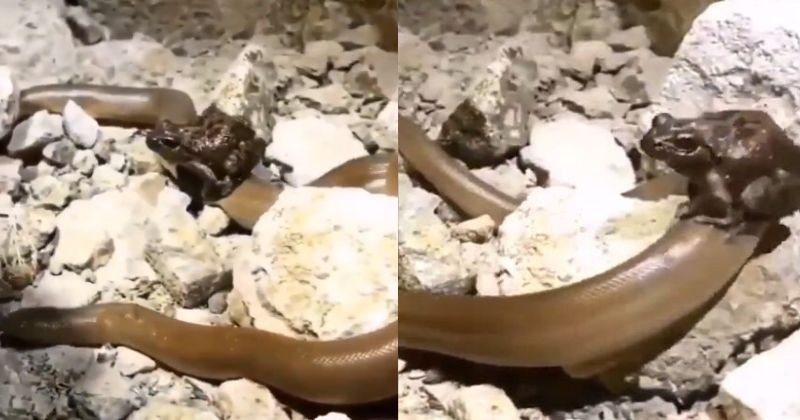 Viral Video: Frog Rides Snake