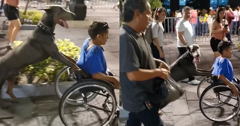 Viral Video: Dog Pushes Wheelchair Of Its Owner