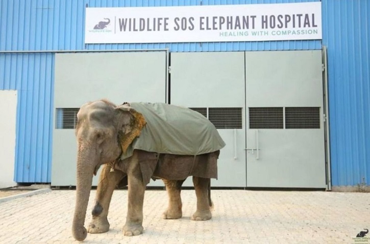 Elephant With Arthritis Undergoes Laser Therapy