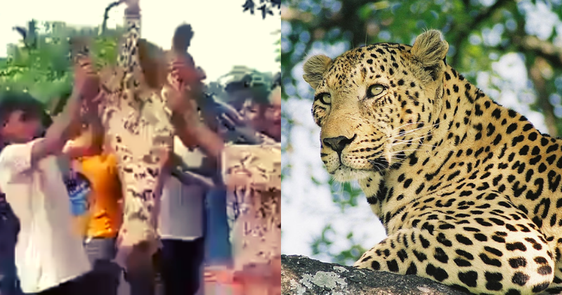 तेंदुए के दांत तोड़ उसे मार डाला, फिर भी मन नहीं भरा तो पूरे शहर में ...