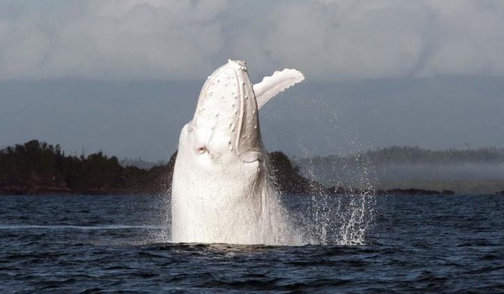 Rare White Humpback Whale Spotted In Australia