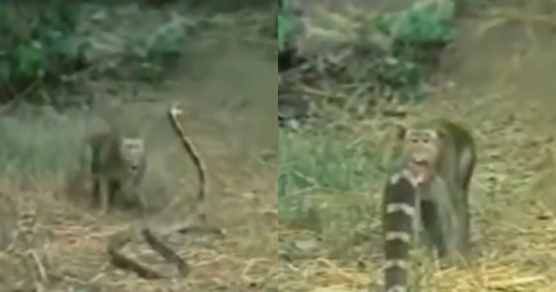 Video: Chained Monkey Fights Off King Cobra Because That's The Only ...