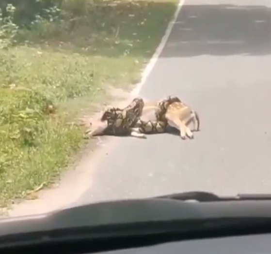 Viral Video: Python Strangles A Deer, Human Saves It
