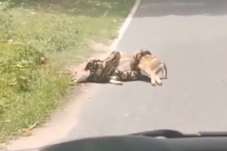 Viral Video: Python Strangles A Deer, Human Saves It