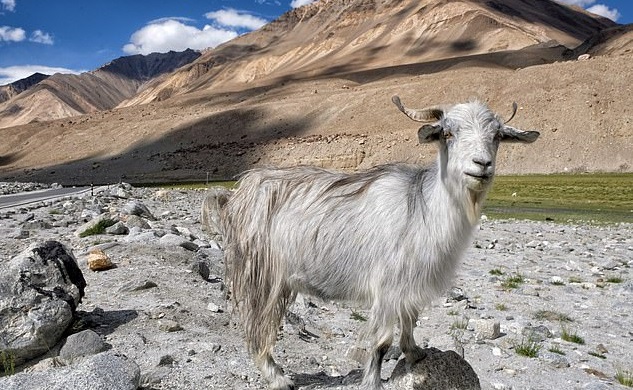 Goats That Gave The World It's Most Valuable Cashmere Wool Under Threat ...