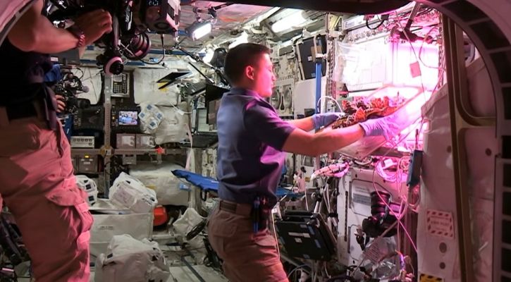 Astronauts Grow World's Most Tasteless Vegetable In Space, Proving ...