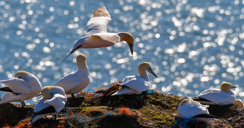 Humans Stay Home, Animals Venture Out