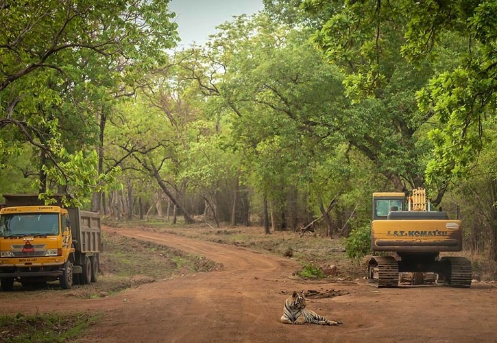 Picture Of A Tiger Surrounded By Bulldozers Shows How Brutally We're ...