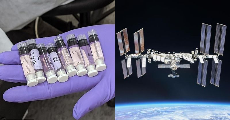 After Lettuce, Astronauts On The ISS Are Now Growing Human Organs In ...