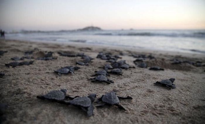 While India Is On Lockdown, Olive Ridley Turtles Start Nesting On ...