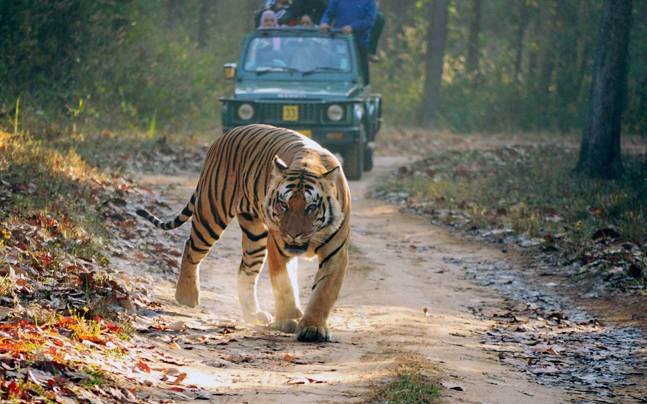 Tiger Growls At Safari Vehicle Full Of Tourists