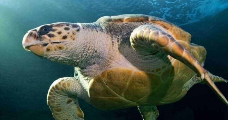 After 20 Years Of Captivity, Turtle Travels 37,000km From Africa To ...