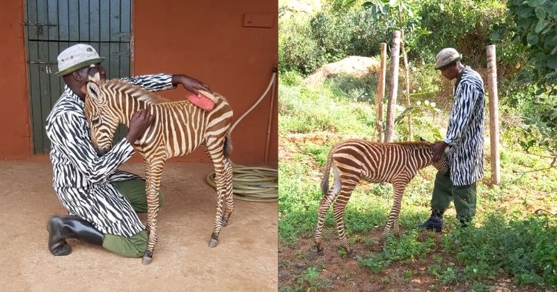 Viral Video: Keepers Wear Special Coat For Orphaned Baby Zebra
