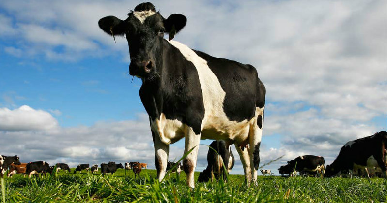 Cow-Dung Chip Will Protect Users From Phone Radiations, Claims RKA Chief