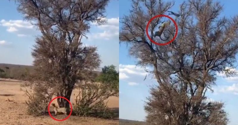Viral Video: Leopard Backflip To Capture Monkey