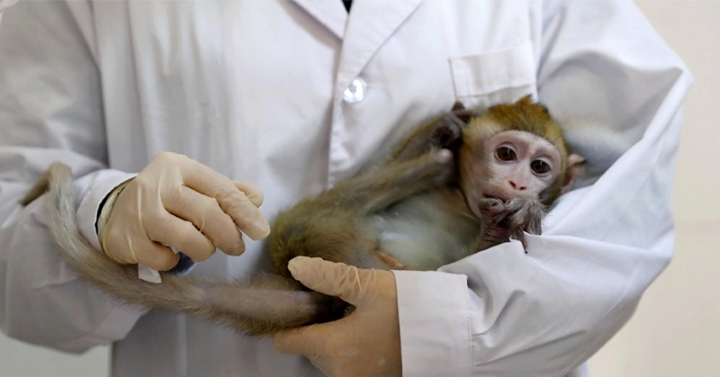 राहत की बात! साइंटिस्ट ने बंदरों में करा ली कोरोना से लड़ने की क्षमता ...