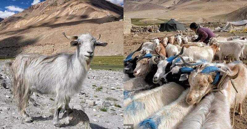 Goats That Gave The World It's Most Valuable Cashmere Wool Under Threat ...